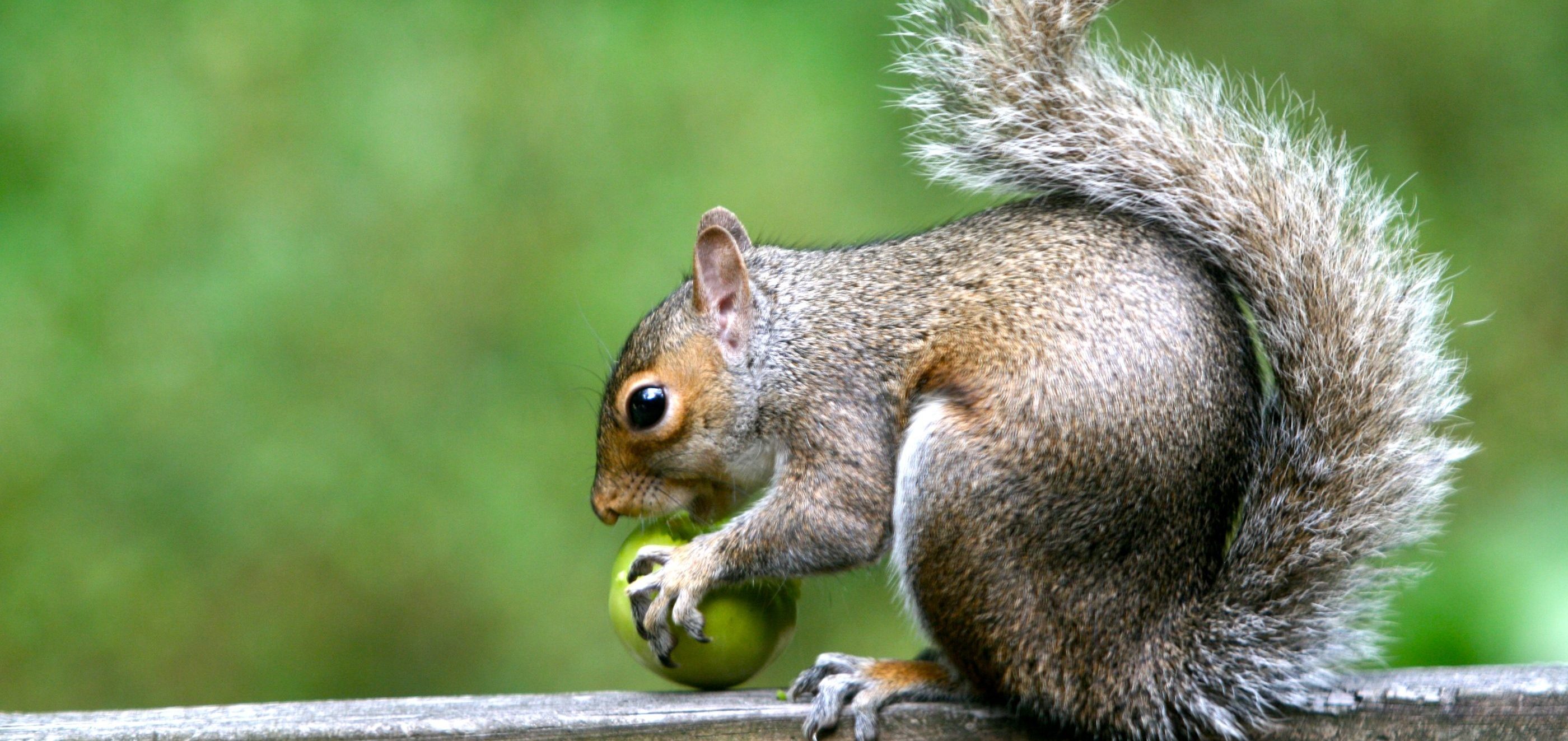squirrel 2 | Crestwood Baptist Church
